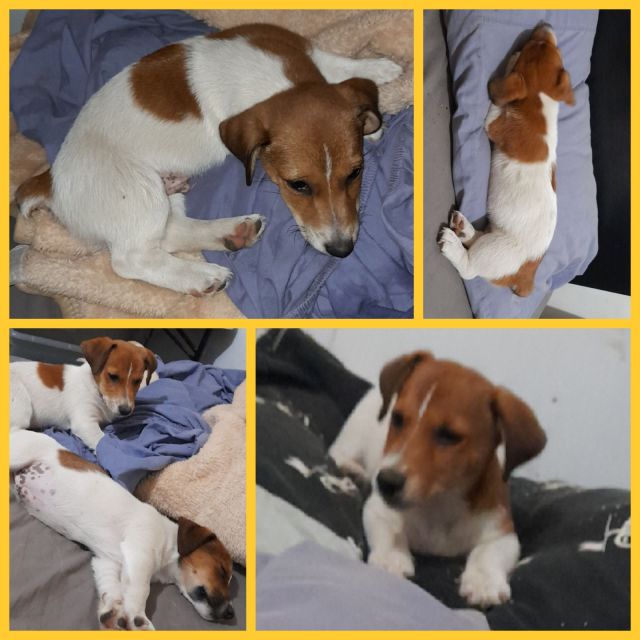 Ready Now 4x Purebred Natural Stumpy Jack Russell Pups (all boys ...