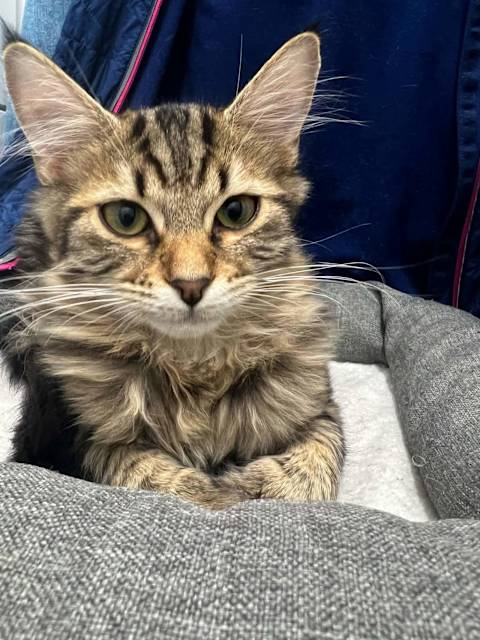 Marley rescue kitten SK6813 vetwork included | Cats & Kittens | Gumtree ...