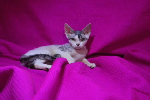 Pedigree Devon Rex Kittens 😸 ♥️ | Cats & Kittens | Gumtree Australia ...