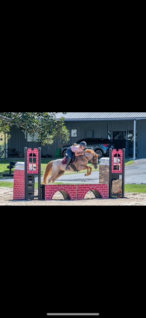 Winnie- Welsh pony | Horses & Ponies | Gumtree Australia Gold Coast ...