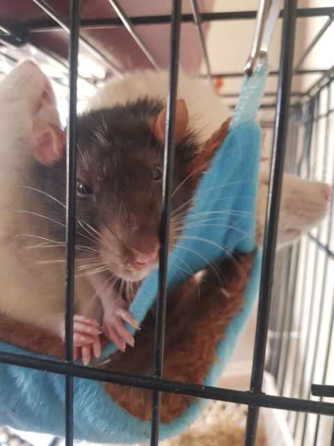 Rats Community Ipswich Brisbane | Other Pets | Gumtree Australia ...