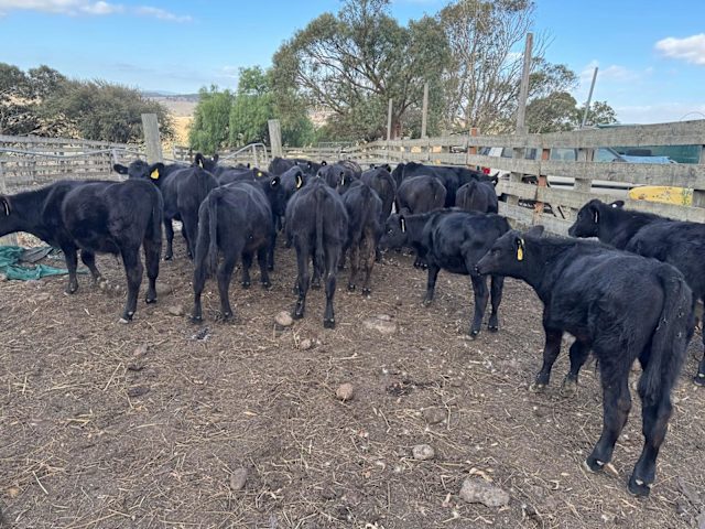 Purebred Stud bred Angus Steers | Livestock | Gumtree Australia ...