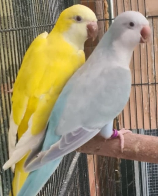 Breeding pair of quakers (pending) | Birds | Gumtree Australia Hume ...