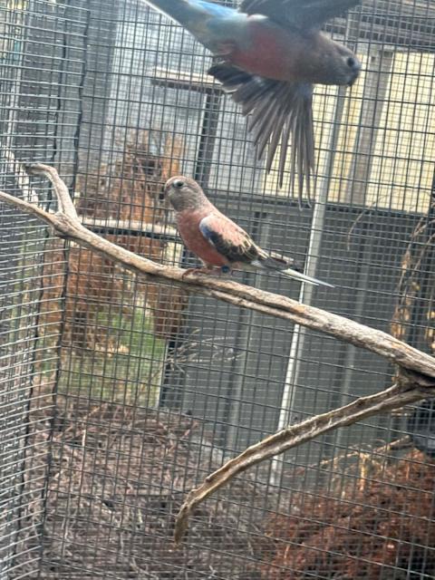 Bourke parrots proven breeding pairs, Double bar finches | Birds ...