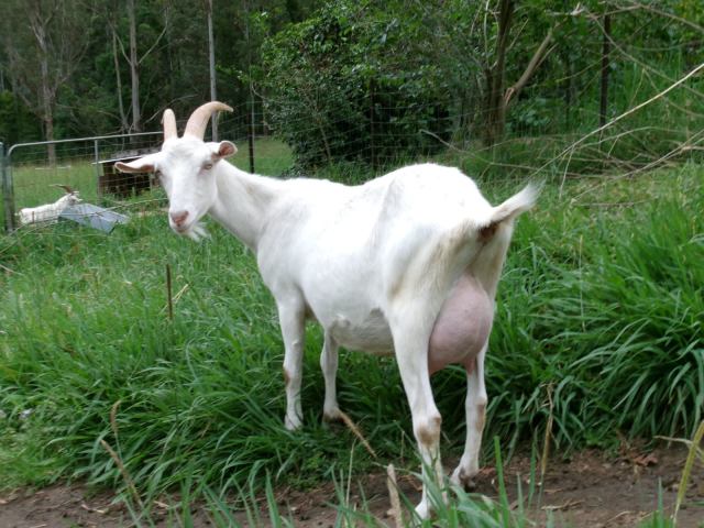 Pure breed Saanen goats for Sale - Milking does, kids & bucks ...