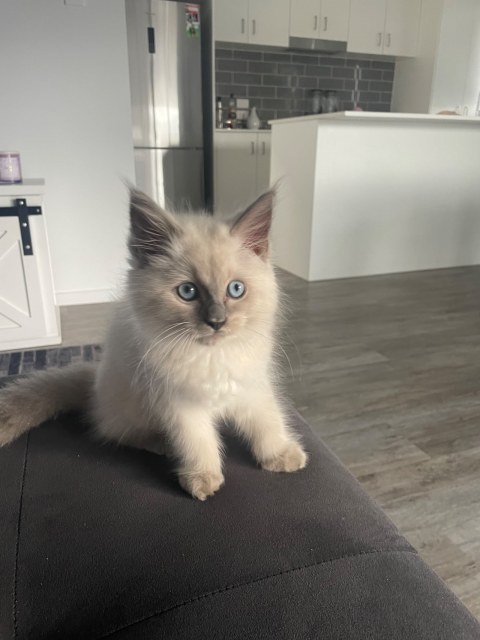 Ragdoll kitten | Cats & Kittens | Gumtree Australia Gold Coast West ...