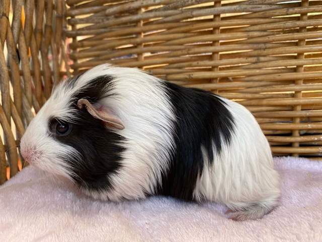 Female Guinea pigs alpaca, Peruvian & Sheltie | Other Pets | Gumtree ...