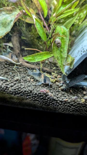 Corydoras Adolfi & Peppermint Bristnose Catfish | Fish | Gumtree ...
