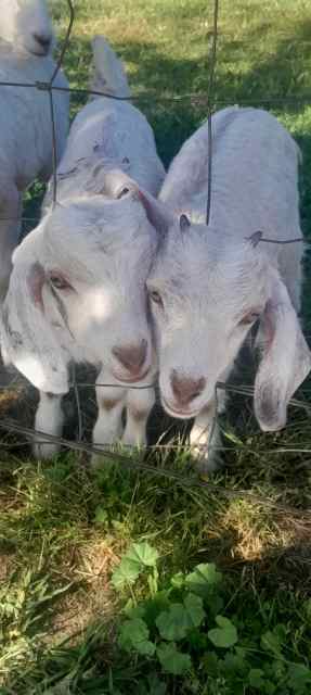 Goats pair for sale pets friendly miniature cross doe buck | Livestock ...