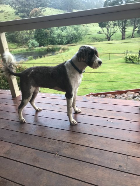 Smithfield X 5 year old female dog | Dogs & Puppies | Gumtree Australia ...