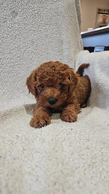 Ruby Cavoodle Puppies For Sale | Dogs & Puppies | Gumtree Australia Wyndham Area - Werribee ...