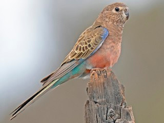 Easter special bourke parrots | Birds | Gumtree Australia Mundaring ...