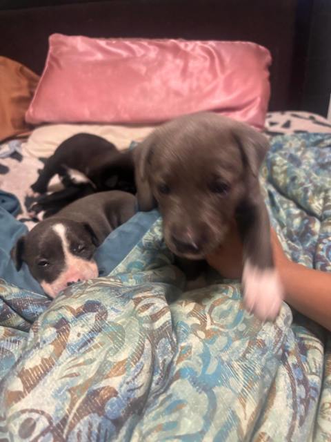 8 Beautiful Staffy Puppies!! | Dogs & Puppies | Gumtree Australia ...