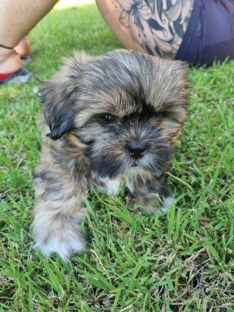 Maltese/ Shih-Tsu puppy | Dogs & Puppies | Gumtree Australia Ipswich ...