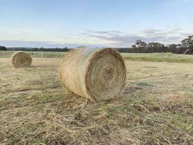 Pasture Hay Round Bales | Pet Products | Gumtree Australia Mount ...