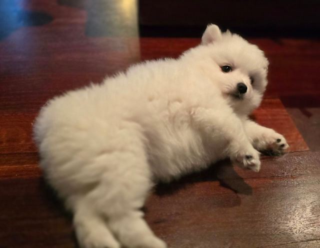 3 Female Pure Breed Japanese Spitz Puppies | Dogs & Puppies | Gumtree ...