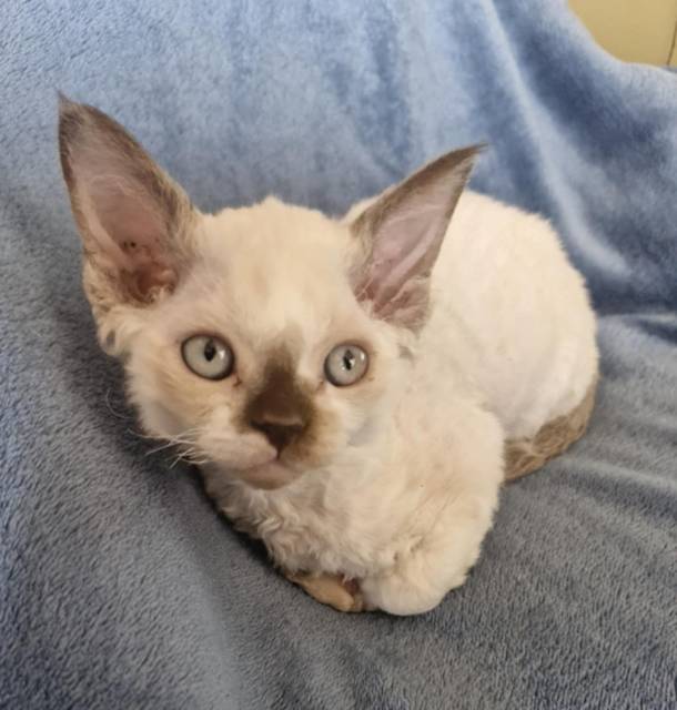 Purebred Devon Rex Kittens | Cats & Kittens | Gumtree Australia Dalby ...