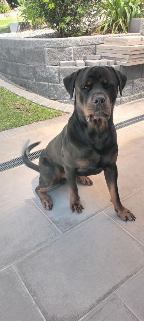 Cane Corso x Rottweiler PUPS!! | Dogs & Puppies | Gumtree Australia ...