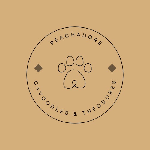 Cavoodle & Theodore Puppies | Dogs & Puppies | Gumtree Australia ...