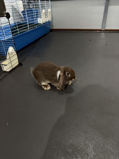 Pure Breed Mini Lop Rabbits are Looking For Their Forever Home ...