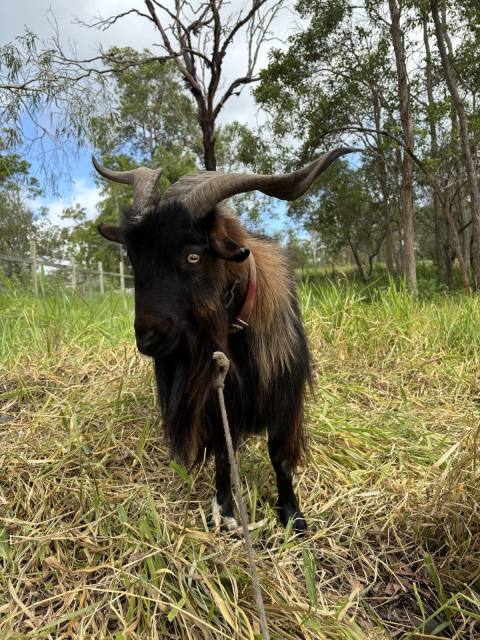 Proven miniature x Nigerian dwarf billy | Livestock | Gumtree Australia ...