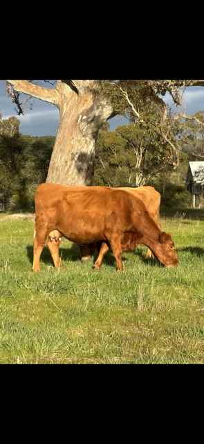Red angus cows with calves at foot. | Livestock | Gumtree Australia ...