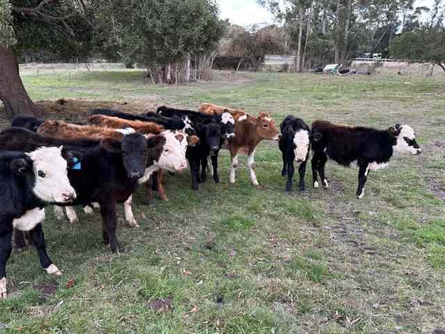 9 month old calves | Livestock | Gumtree Australia Waratah Area ...