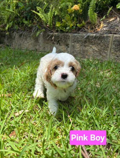 Cavoodle Puppies (F2 TOY) | Dogs & Puppies | Gumtree Australia ...