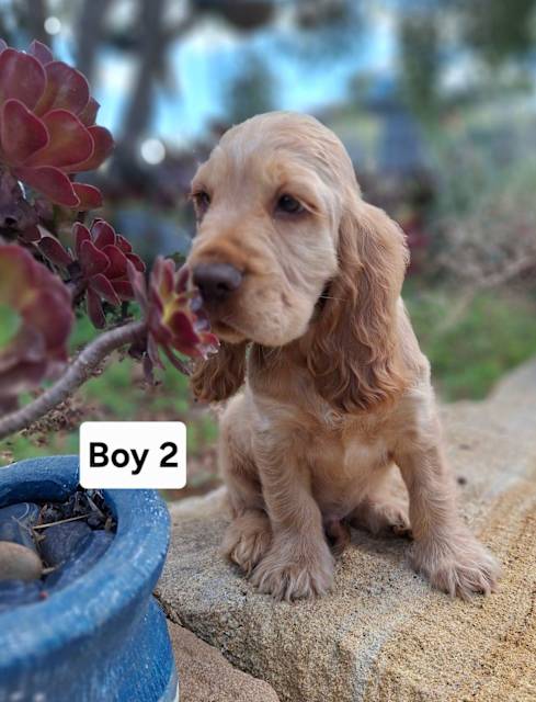 Pure Cocker spaniel pup - DNA Clear | Dogs & Puppies | Gumtree ...