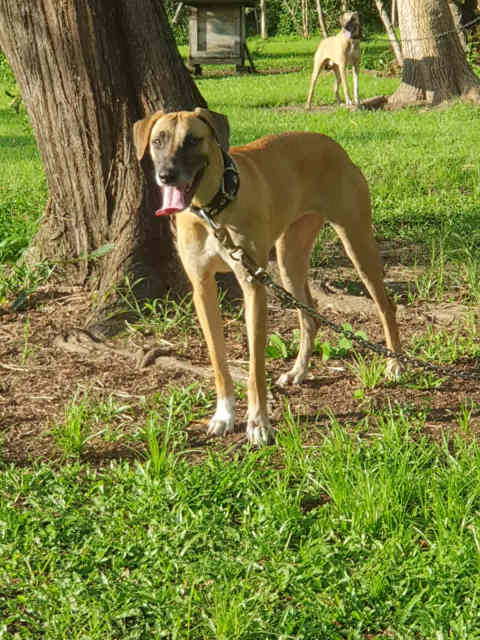 Roxy 1yo roo dog x | Dogs & Puppies | Gumtree Australia Litchfield Area ...