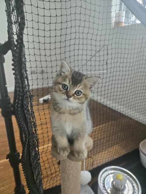 🐾 British Long/Short Hair Kittens – Full Breed – Vaccinated & Ready f ...