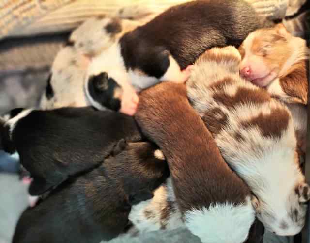 Border Collie cross Koolie puppies for sale | Dogs & Puppies | Gumtree ...