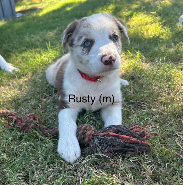Your new collie bestie is ready now | Dogs & Puppies | Gumtree ...