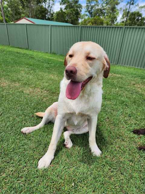 Whole Golden Female Labrador | Dogs & Puppies | Gumtree Australia Logan ...
