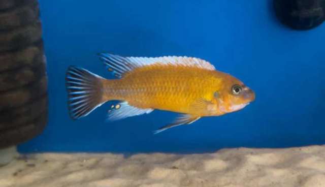 Males only - Labeotropheus Trewavassae Chilumba Red African Cichlids ...