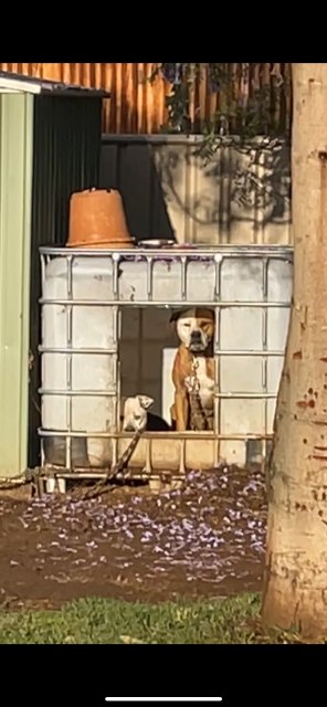 American bulldog pups | Dogs & Puppies | Gumtree Australia Bogan Area ...