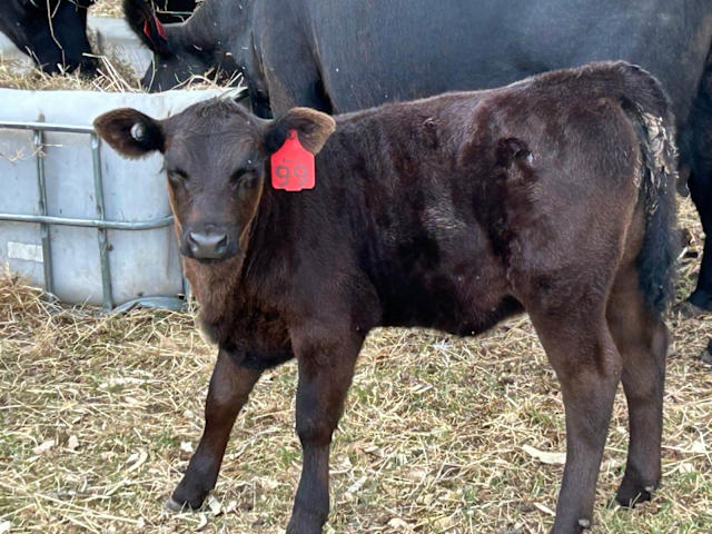 Lowline Angus cattle | Livestock | Gumtree Australia Gilgandra Area ...