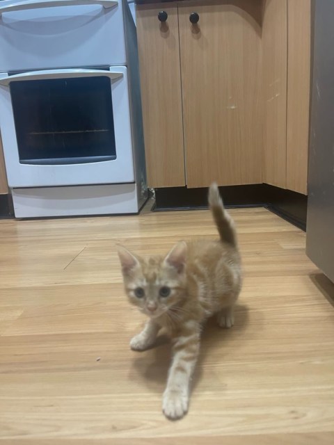 8 week old kittens | Cats & Kittens | Gumtree Australia Inner Sydney ...