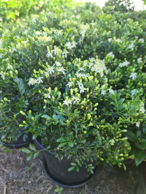 Murraya paniculata Min-A-Min / 50cm tall / 30cm pot / Versatile Beau ...
