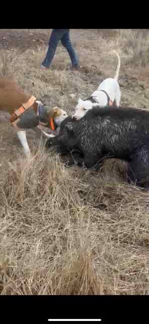 Bully wolf dane | Dogs & Puppies | Gumtree Australia Wyndham Area ...