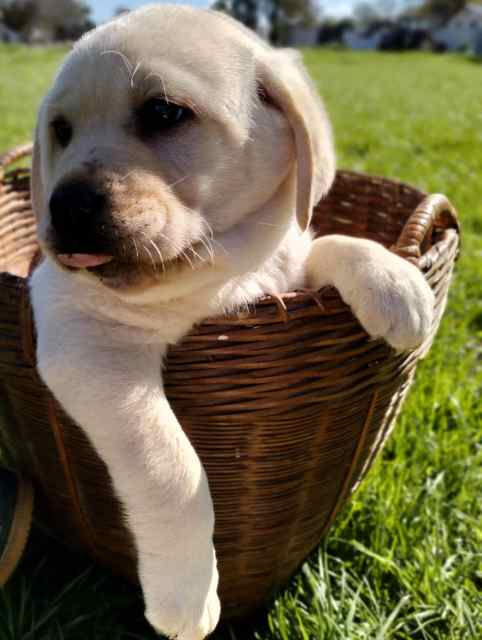 Adorable Purebred Labrador Pups (Golden) | Dogs & Puppies | Gumtree ...