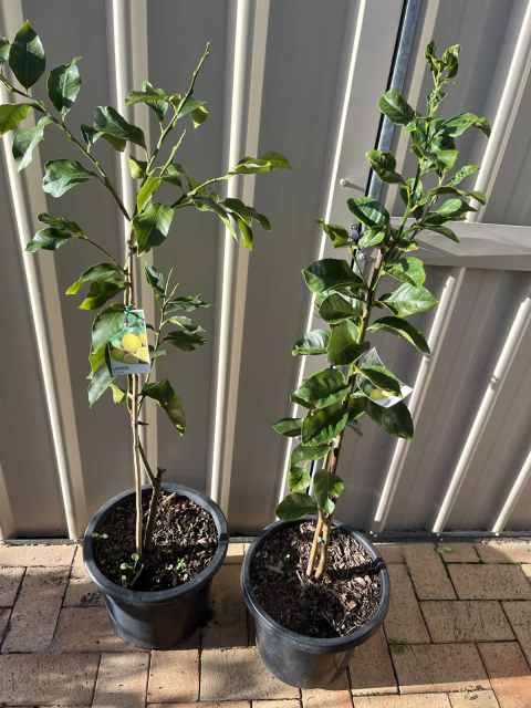2 Fruit trees Eureka lemon tree 120 CM From Ground - Plants in ...