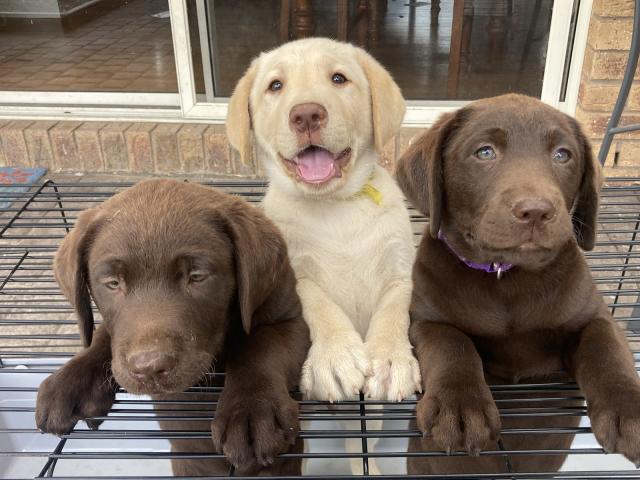 Pure Labrador pups | Dogs & Puppies | Gumtree Australia Outer Geelong ...