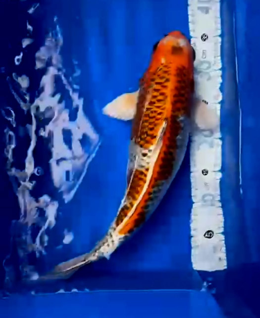 Japanese Koi Good Bloodline | Fish | Gumtree Australia Burwood Area ...