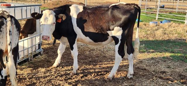 Angus X Steer 15months old | Livestock | Gumtree Australia Bendigo ...