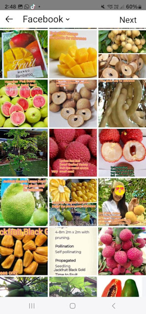 Getup sell cheap price Fruit Trees Mature Dwarf Grafted from$35ea$480e ...