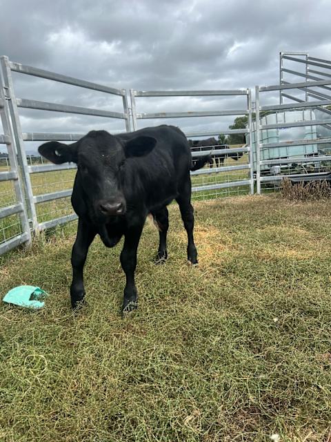 Angus Murray Speckle Steers Heffiers | Livestock | Gumtree Australia ...