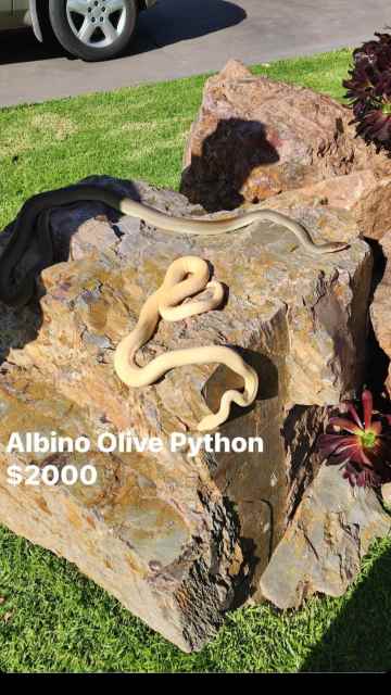 Albino olive python (MALE) | Reptiles & Amphibians | Gumtree Australia ...
