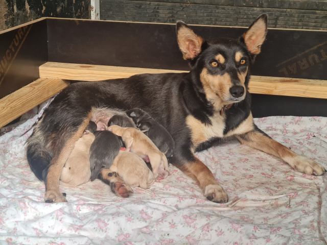 Pure Kelpie Pups | Dogs & Puppies | Gumtree Australia Moreton Area - D ...