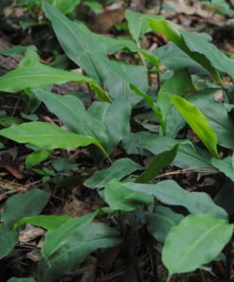 Cardomom Ginger - Dwarf Cardamom - Alpinea nutans | Plants | Gumtree ...